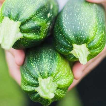 Cultiver des courgettes en pot - Promesse de Fleurs
