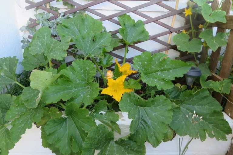 Cultiver des courgettes en pot - Promesse de Fleurs