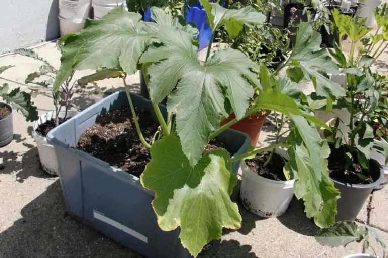 Cultiver des courgettes en pot - Promesse de Fleurs