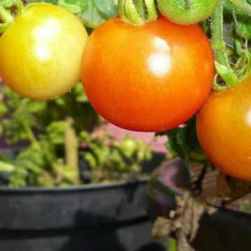 Cultiver des tomates en pot - Promesse de Fleurs