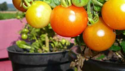 Cultiver des tomates en pot - Promesse de Fleurs