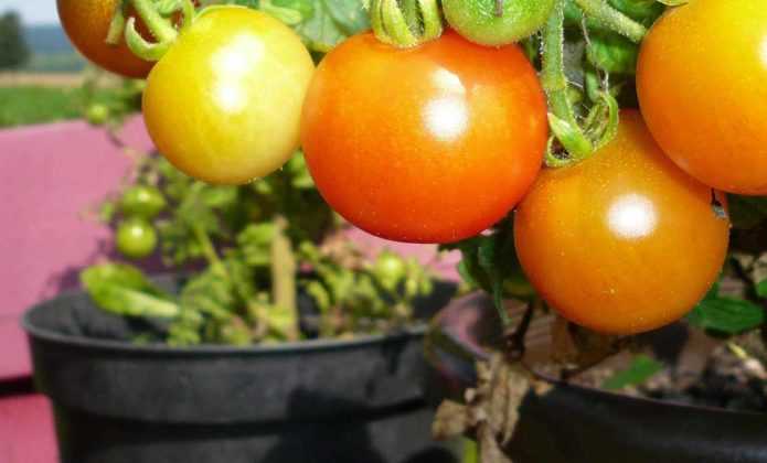 Cultiver des tomates en pot - Promesse de Fleurs