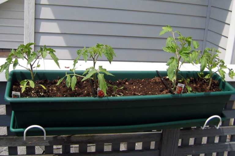 Cultiver des tomates en pot - Promesse de Fleurs