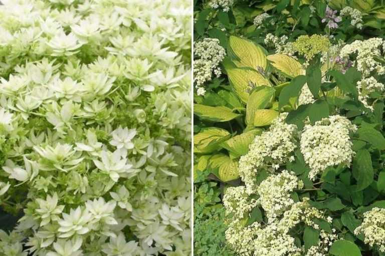 8 arbustes très rustiques et insensibles au gel - Promesse de Fleurs