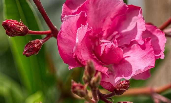 Comment cultiver un laurier rose en pot ? - Promesse de Fleurs