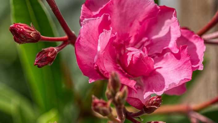 Comment cultiver un laurier rose en pot ? - Promesse de Fleurs