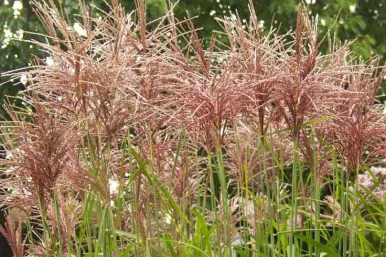Miscanthus : les meilleures variétés - Promesse de Fleurs