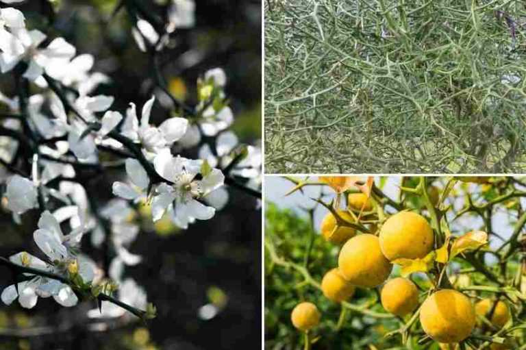 8 arbustes très rustiques et insensibles au gel - Promesse de Fleurs