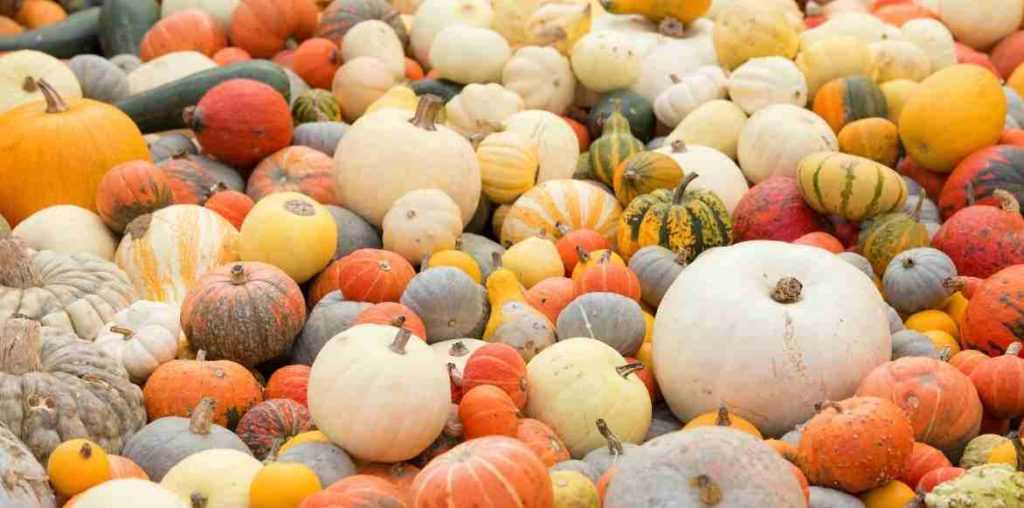 Potiron : plantation, semis, culture - Promesse de Fleurs