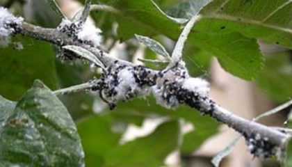 Comment lutter contre le puceron lanigère du pommier
