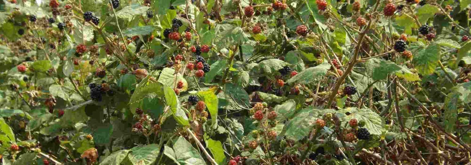 Comment défricher une zone de ronces ? - Promesse de Fleurs