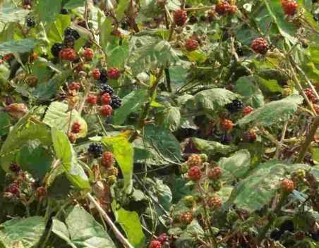 Comment défricher une zone de ronces ? - Promesse de Fleurs