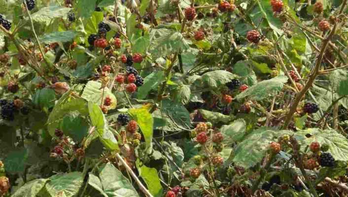 Comment défricher une zone de ronces ? - Promesse de Fleurs