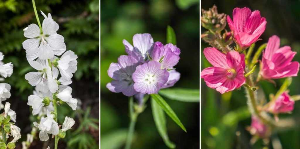 Sidalcea : plantation, culture - Promesse de Fleurs