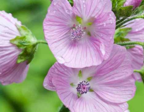 Sidalcea : plantation, culture - Promesse de Fleurs