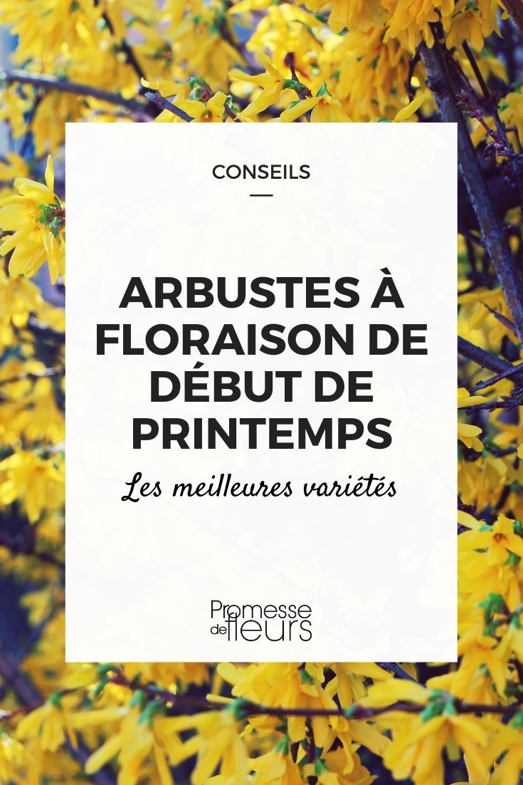 Floraisons de début de printemps : les 10 meilleurs arbustes
