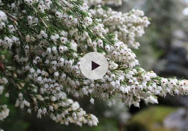 Calluna vulgaris Wickwar Flame - Bruyère commune au feuillage très ...