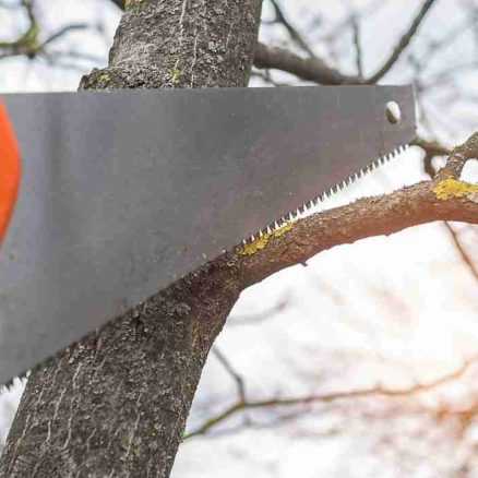 Quand et comment couper une grosse branche d'arbre