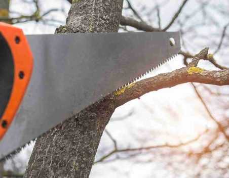 Quand et comment couper une grosse branche d'arbre