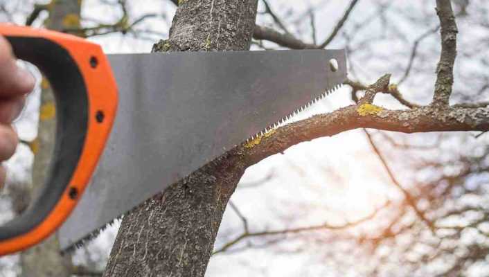 Quand et comment couper une grosse branche d'arbre