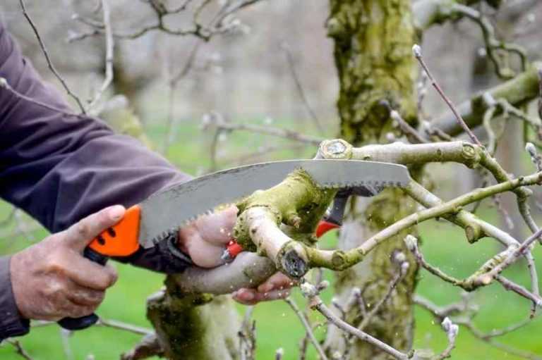 Quand et comment couper une grosse branche d'arbre