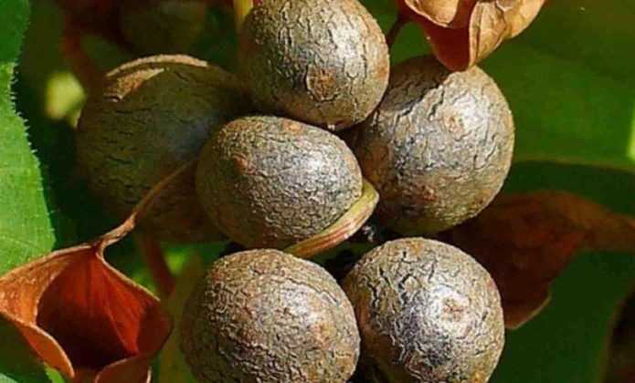 7 légumes exotiques à découvrir - Promesse de Fleurs