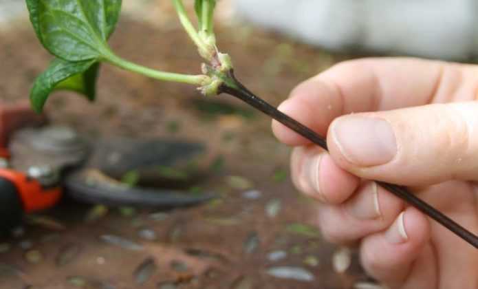 Bouturage : les différentes techniques et nos conseils réussir vos boutures