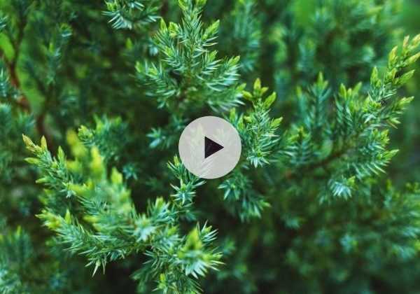 Juniperus communis Hibernica - Genévrier commun, conifère colonnaire ...