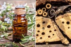 Araignée rouge : identification et traitement - Promesse de Fleurs