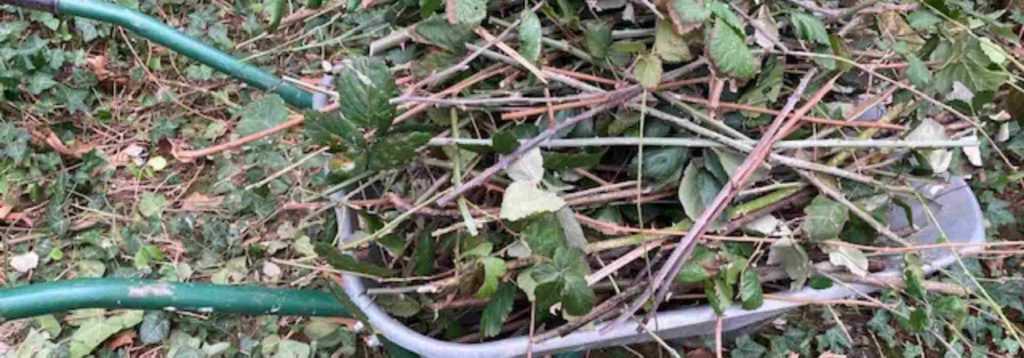 Comment défricher une zone de ronces ? - Promesse de Fleurs