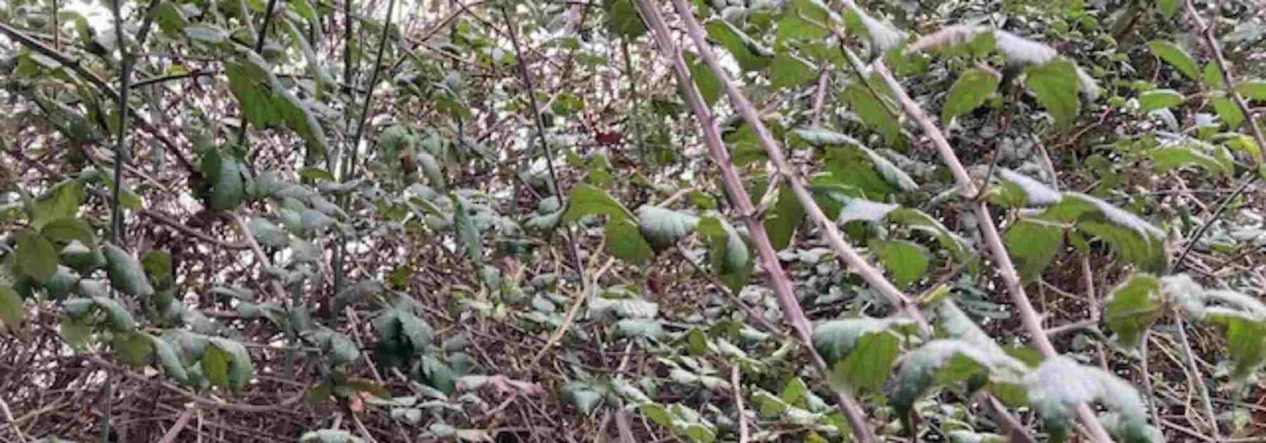 Comment défricher une zone de ronces ? - Promesse de Fleurs