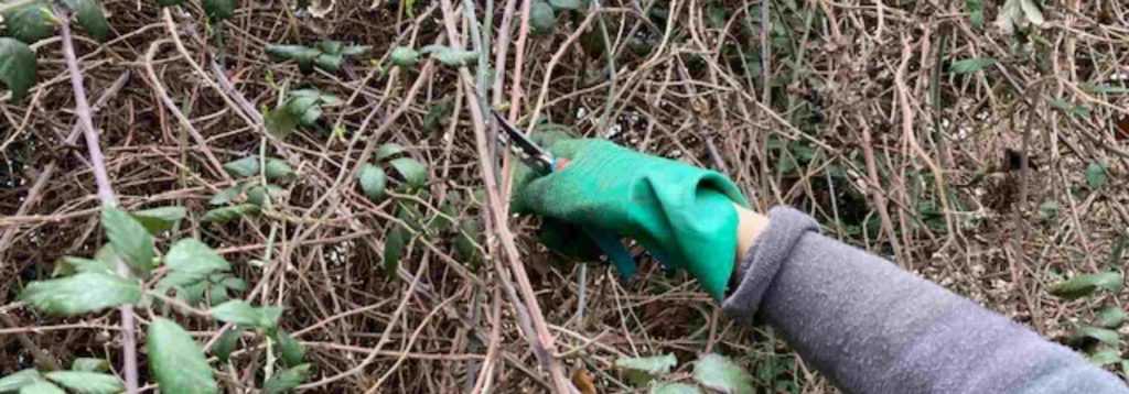 Comment défricher une zone de ronces ? - Promesse de Fleurs