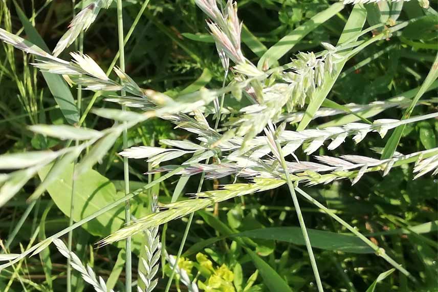 Comment se débarrasser du chiendent ? - Promesse de Fleurs
