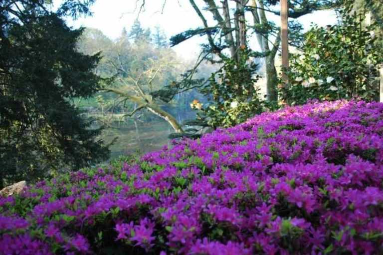 Bien choisir une Azalée - Promesse de Fleurs