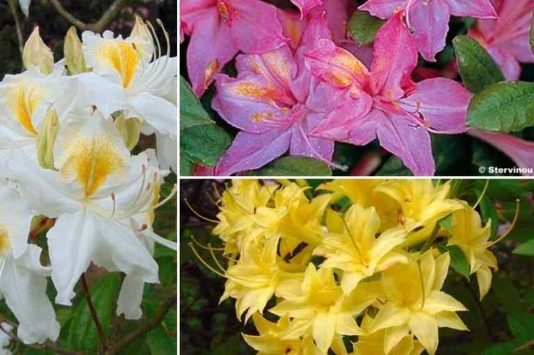 Bien choisir une Azalée - Promesse de Fleurs