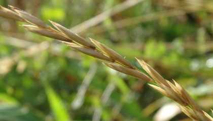 Comment se débarrasser du chiendent ? - Promesse de Fleurs