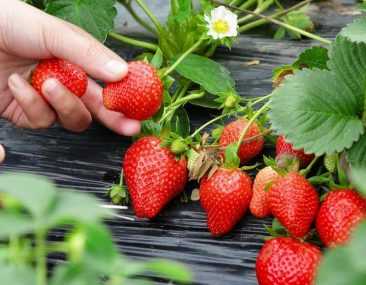 Bien choisir ses fraisiers - Promesse de Fleurs