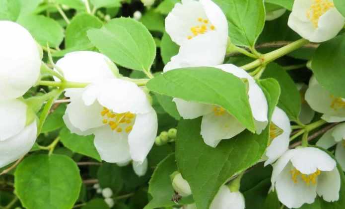Seringat, Philadelphus : plantation, taille, bouture - Promesse de Fleurs