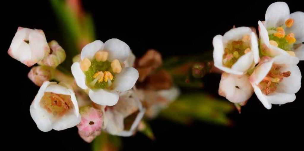 Diosma hirsuta : planter, cultiver et entretenir - Promesse de Fleurs
