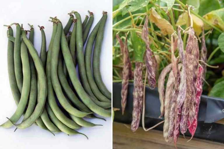 Comment cultiver des haricots en pot ? - Promesse de Fleurs