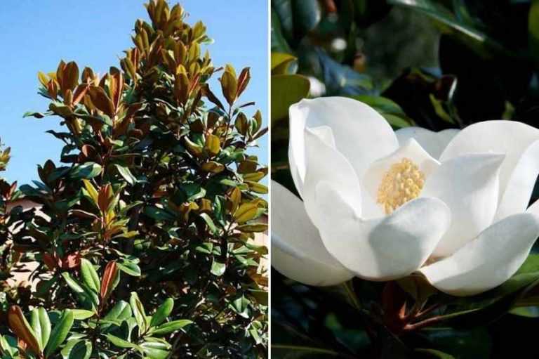 10 magnolias à feuillage persistant - Promesse de Fleurs