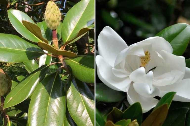 10 magnolias à feuillage persistant - Promesse de Fleurs