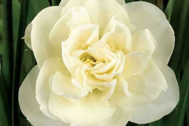 6 variétés de narcisses très parfumées - Promesse de Fleurs