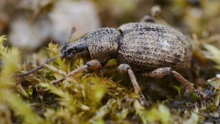 Comment se débarrasser des otiorhynques ? - Promesse de Fleurs