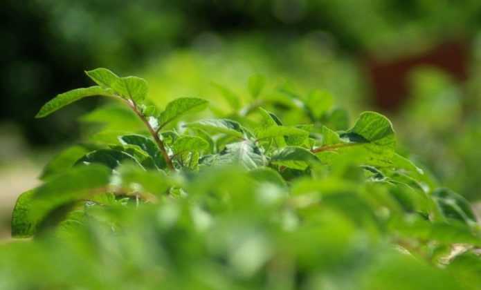 Quand et comment butter les légumes du potager ? - Promesse de Fleurs