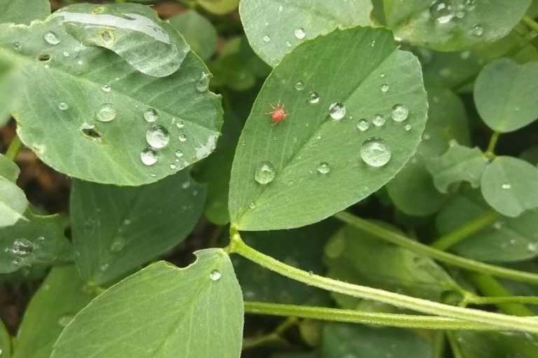 Araignée rouge : identification et traitement - Promesse de Fleurs