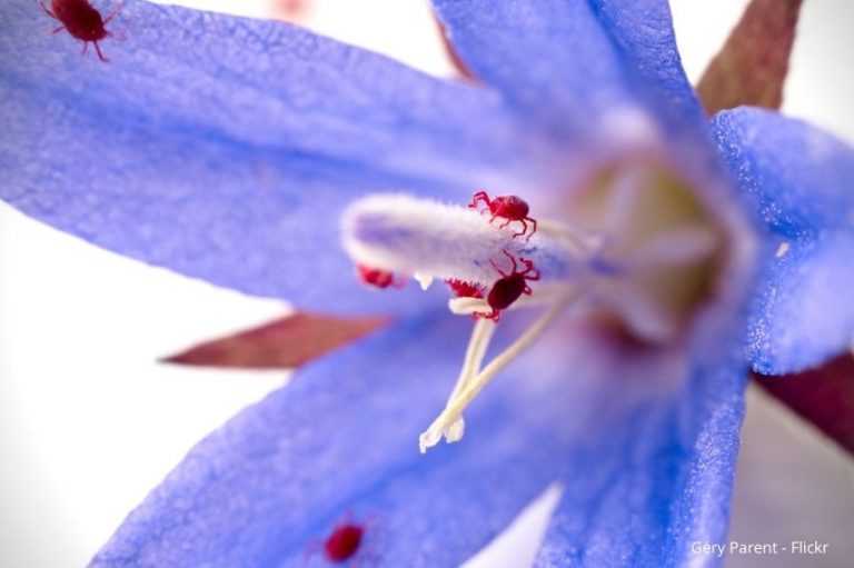 Araignée rouge : identification et traitement - Promesse de Fleurs