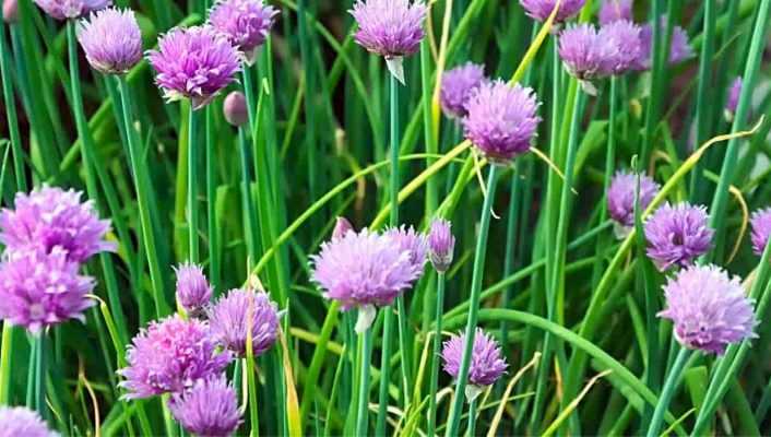 Comment réussir la ciboulette en pot ? - Promesse de Fleurs
