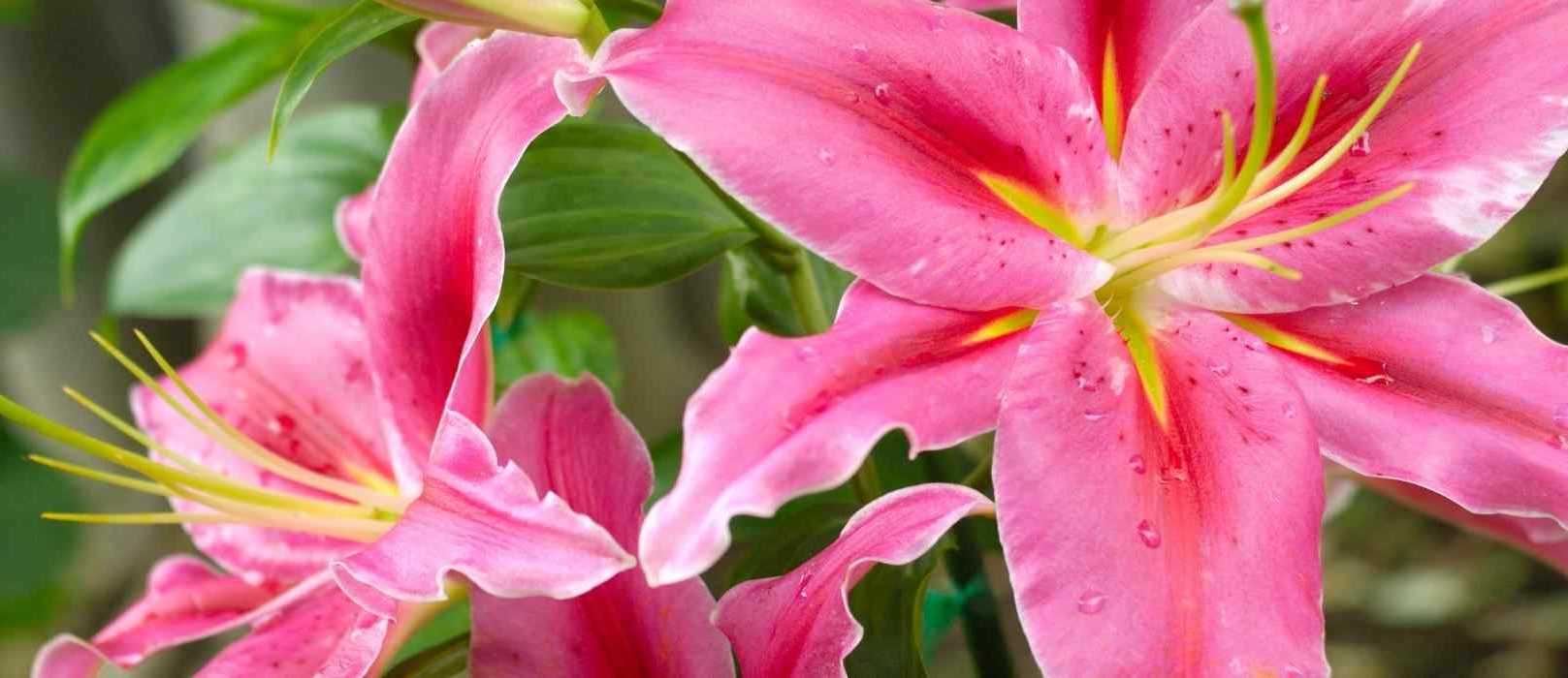 Comment cultiver des lys en pot ? - Promesse de Fleurs