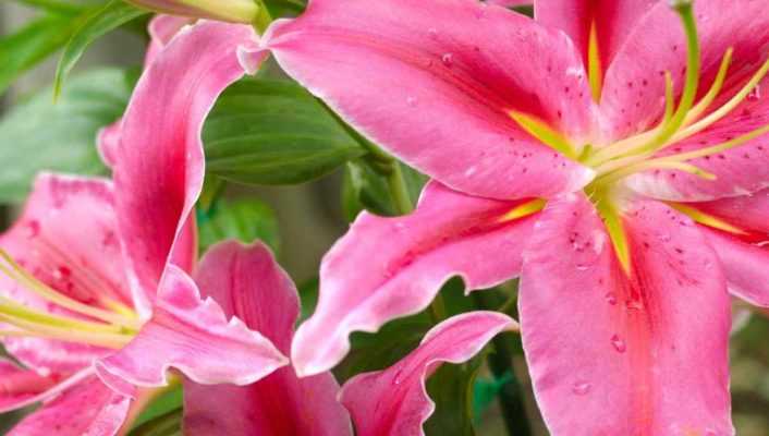 Comment cultiver des lys en pot ? - Promesse de Fleurs